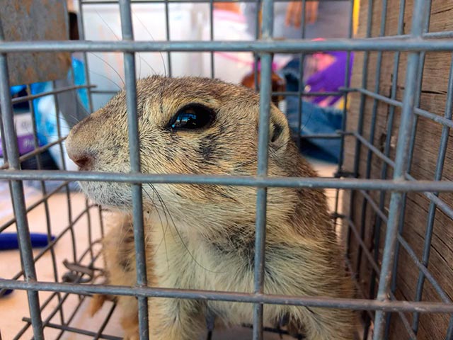 Prairie Dogs at Petrified Forest National Park | Friends of Petrified ...